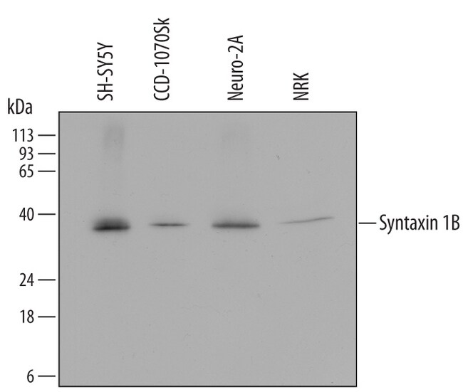 Human/Mouse/Rat Syntaxin 1B Antibody, R 100ug; Unlabeled:Antibodies ...