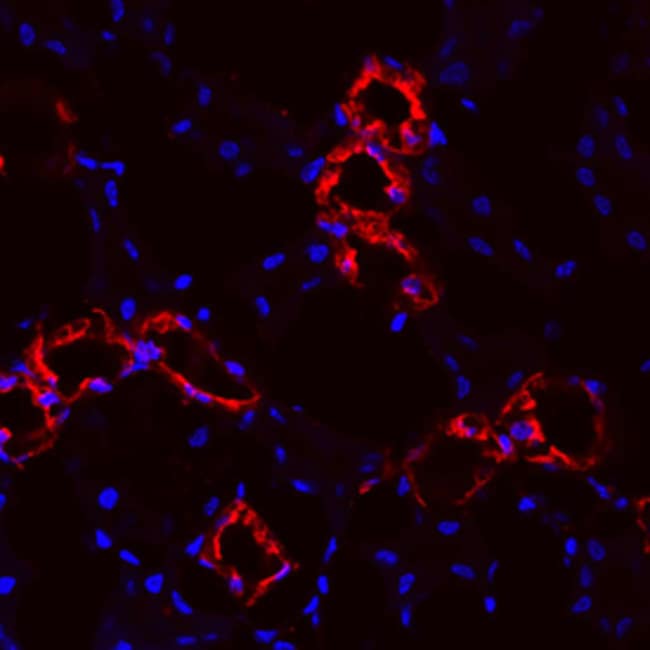 Uromodulin Sheep anti-Mouse, Polyclonal, R&D Systems™ 25μg; Unlabeled ...