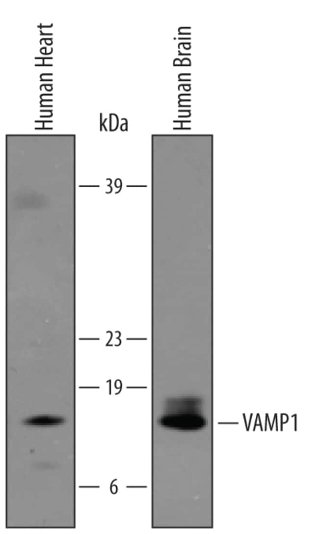 Human/Mouse VAMP-1 Antibody, R D Systems 100μg; Unlabeled:Antibodies ...