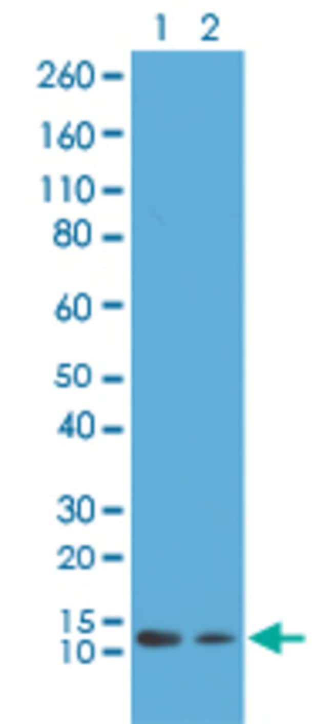 Histone H4(acetyl K12) Rabbit, Clone: RM202, Abnova 100µg; Unlabeled ...