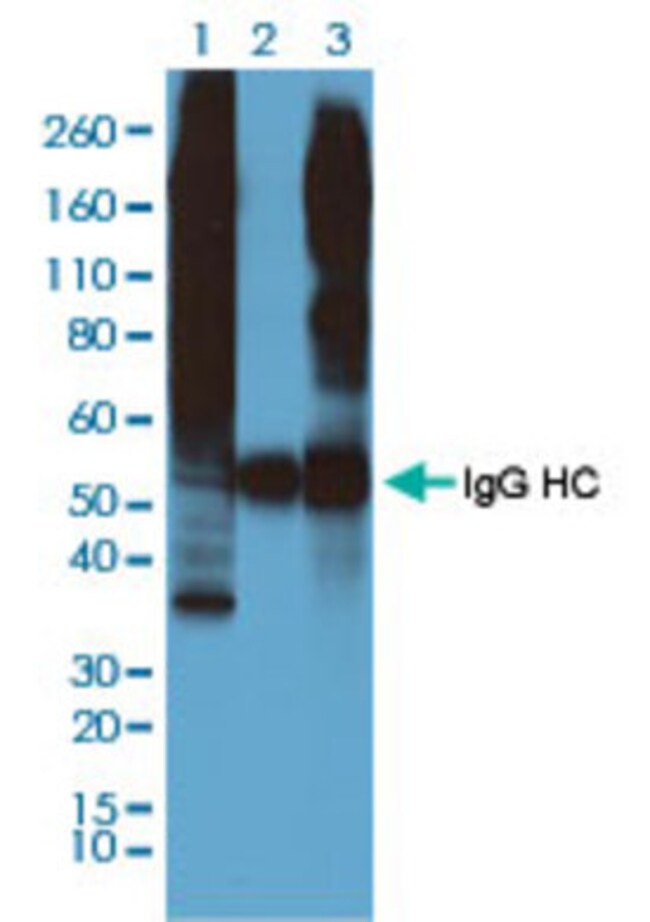 Phosphothreonine Rabbit, Clone: RM102, Abnova™ 100μg; Unlabeled ...