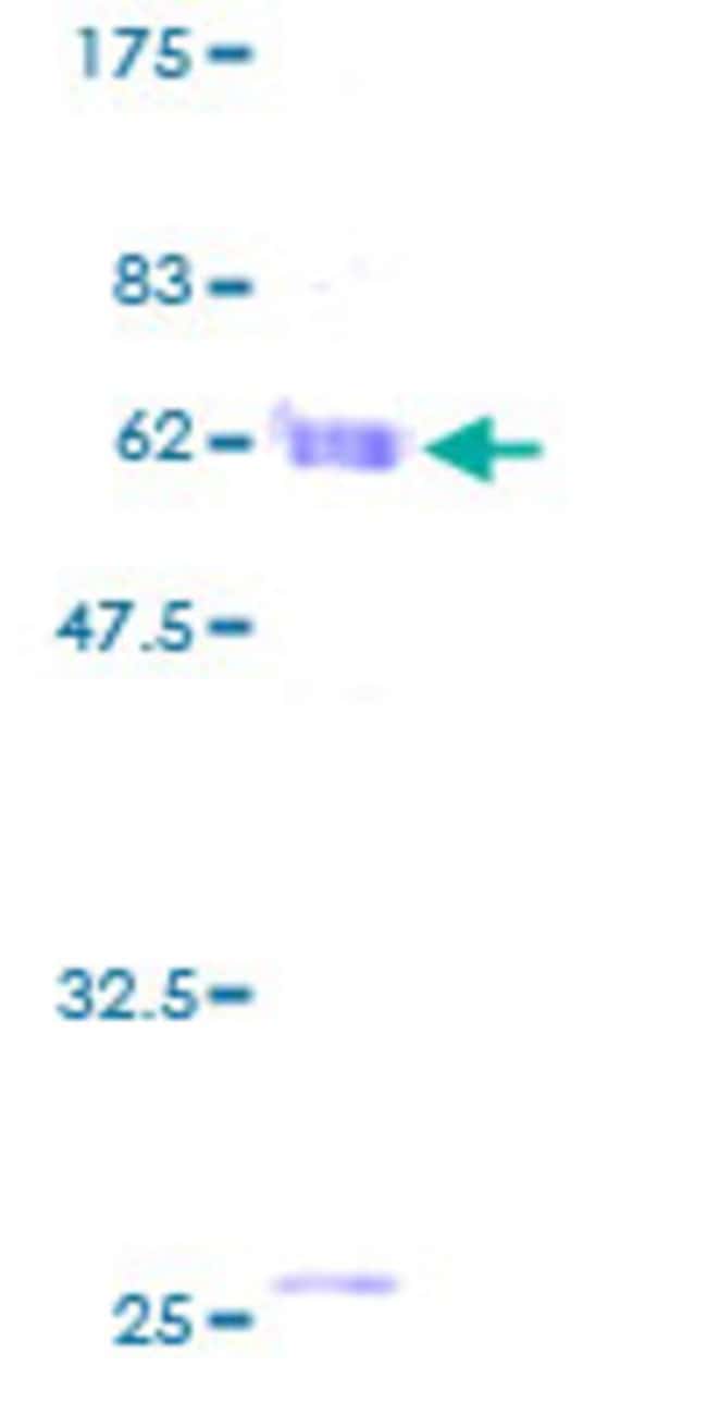 Abnova Human MORF4L1 Full-length ORF (AAH22845, 1 a.a. - 323 a.a ...