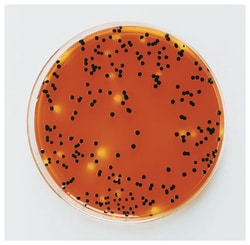 BD BBL Dehydrated Culture Media: Trypticase Nitrate Broth Nitrate Broth ...