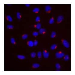 GM130 Mouse, Alexa Fluor 555, Clone: 35/GM130, BD 100 Tests; Alexa ...