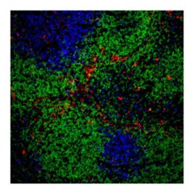 CD45R/B220 Rat anti-Mouse, Alexa Fluor 488, Clone: RA3-6B2, BD 0.1mg ...