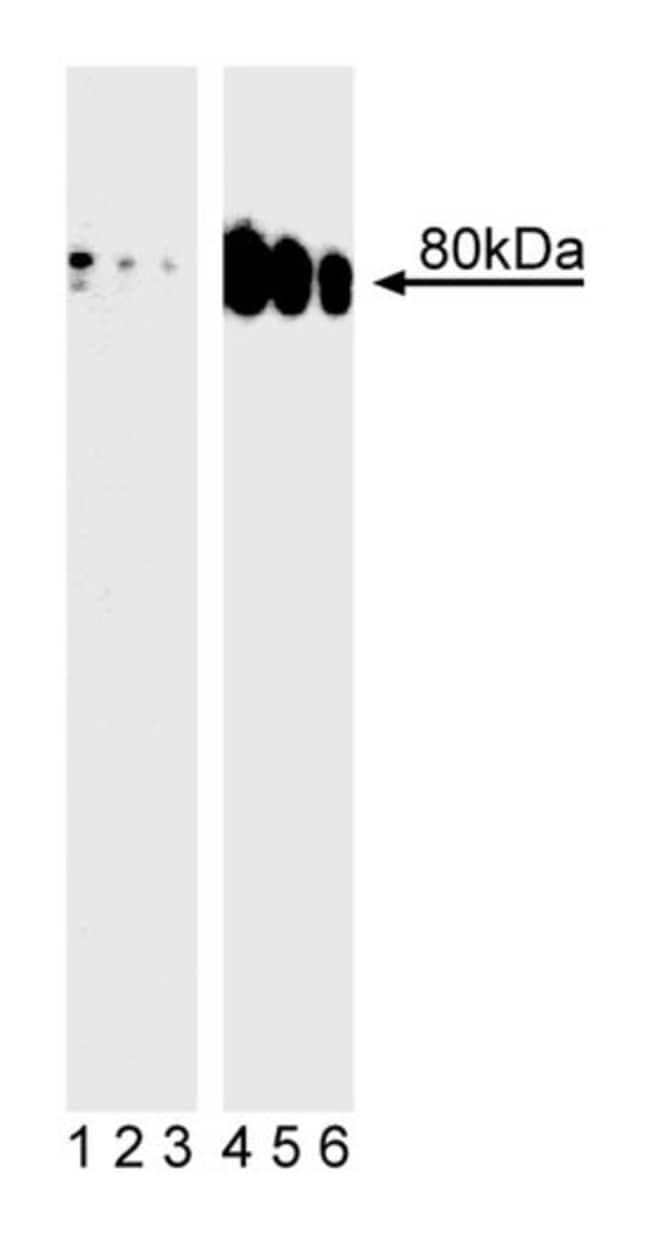 Ezrin (pT567) Mouse, Unlabeled, Clone: J37-954.281.307, BD 0.1mg ...