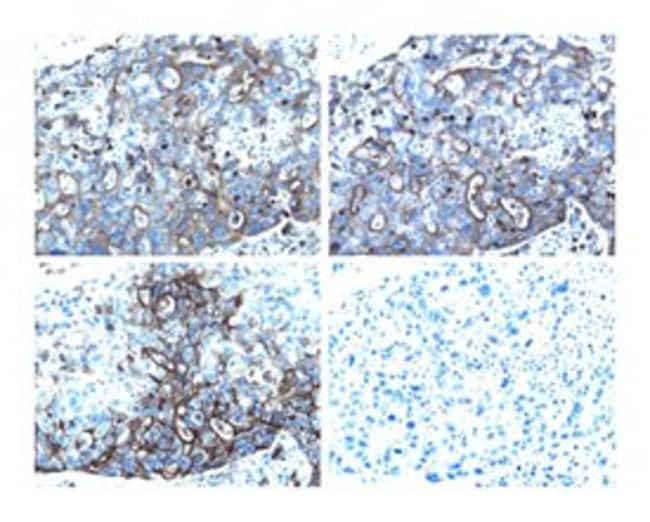 Ezrin (pT567) Mouse, Unlabeled, Clone: J37-954.281.307, BD 0.1mg ...