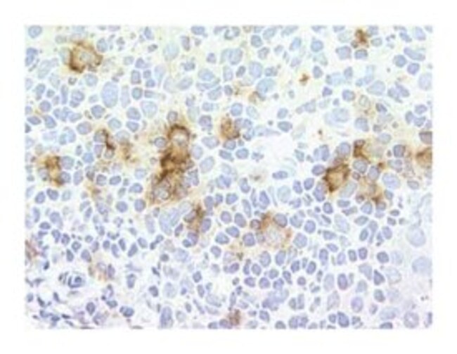 CD14 Mouse anti-Human, Unlabeled, Clone: M5E2, BD 1mL; Unlabeled ...