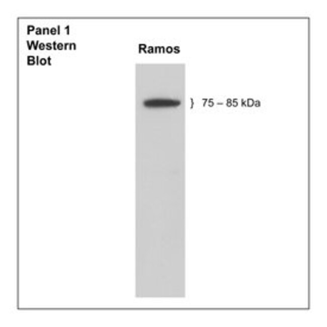 FoxP1 Mouse, Unlabeled, Clone: JC12, BD 50μg; Unlabeled:Antibodies ...