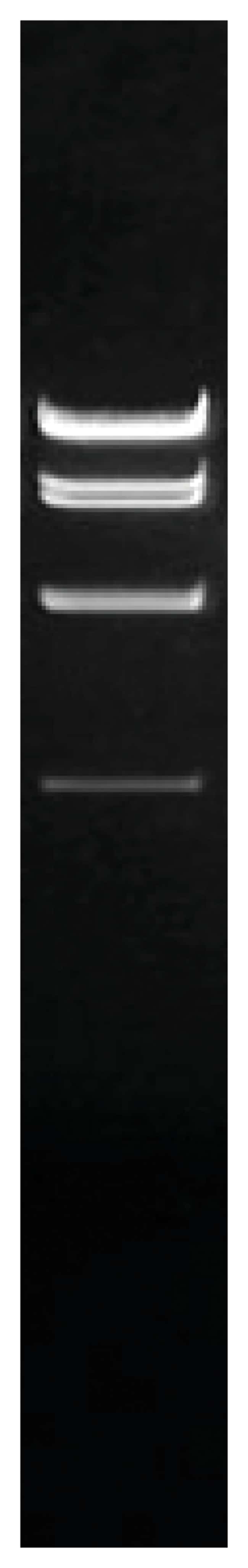 Thermo Scientific™ FastDigest SexAI (CsiI) 50μL Enzymes de restriction ...