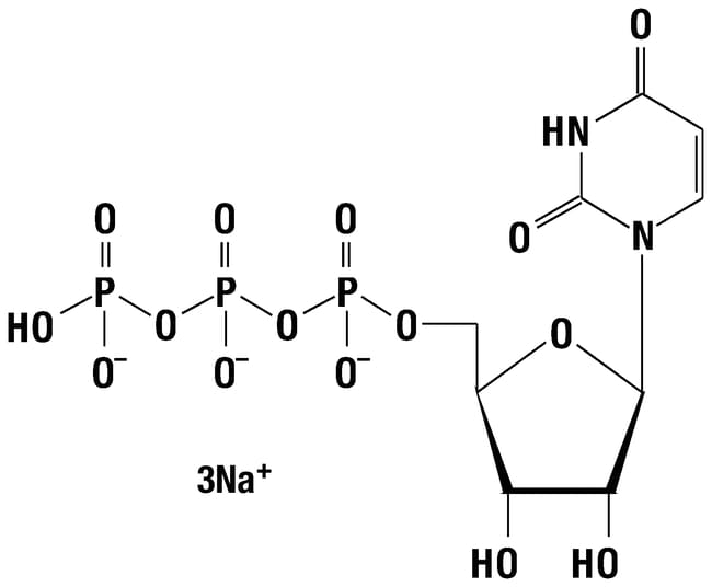 Uridine Triphosphate Utp Nucleotide Molecule Building