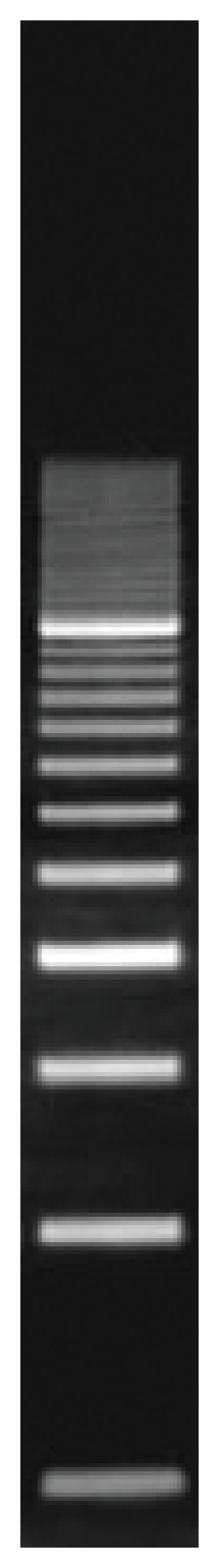 Thermo Scientific O'RangeRuler 500 bp DNA Ladder, Ready-to-Use 500-6000 ...