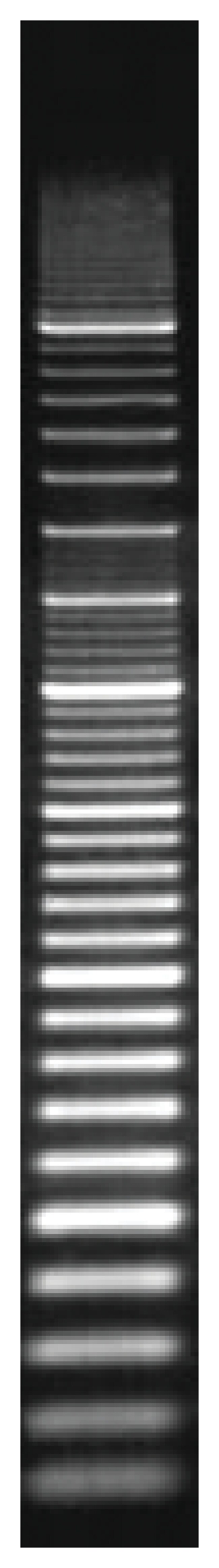 Thermo Scientific O'RangeRuler 100+500 bp DNA Ladder, Ready-to-Use 100 ...