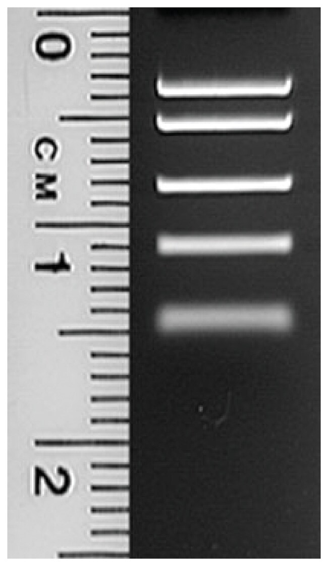 Thermo Scientific FastRuler Low Range DNA Ladder, Ready-to-Use, 50-1500 ...