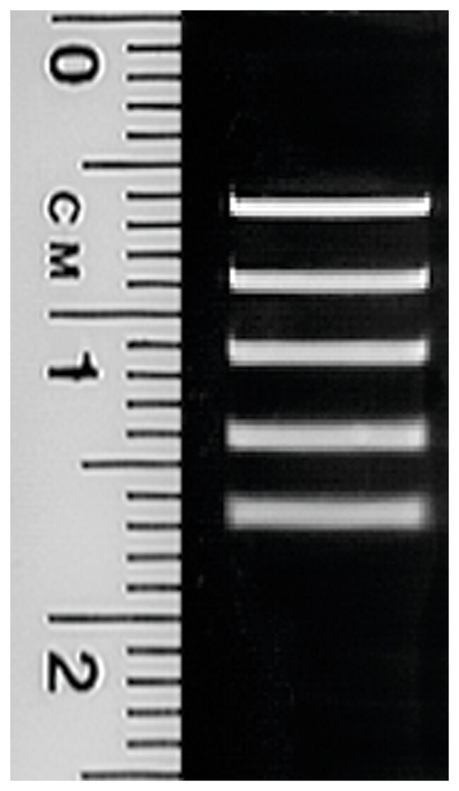 Thermo Scientific™ FastRuler High Range DNA Ladder, Ready-to-Use, 500 ...