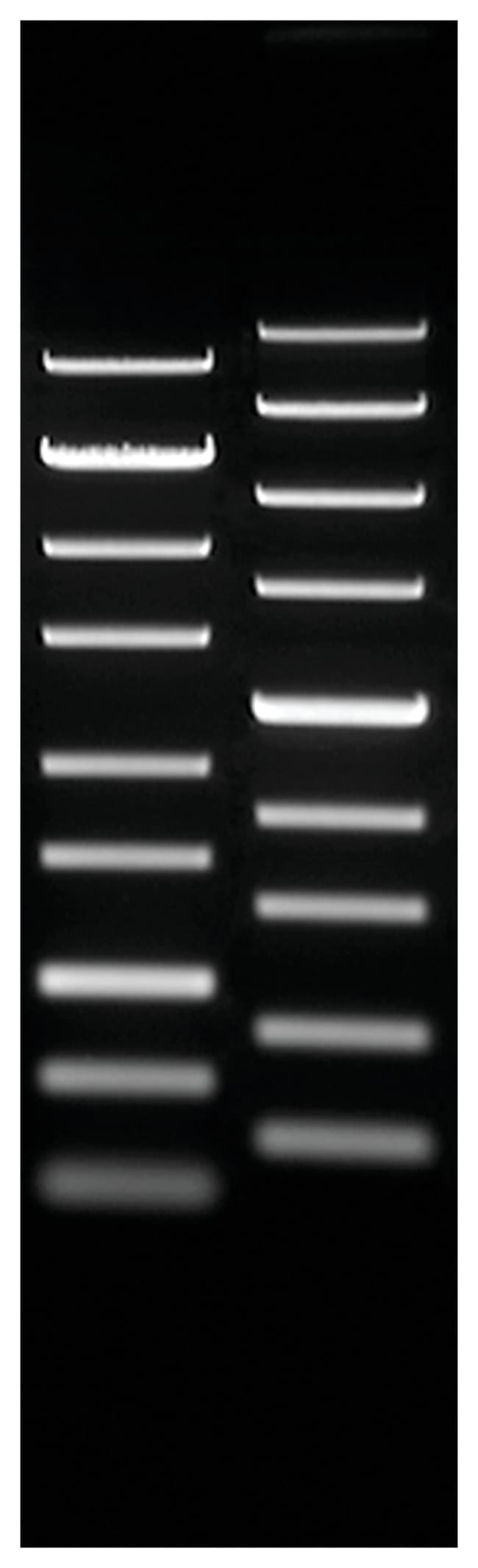 Thermo Scientific ZipRuler Express DNA Ladder Set, Ready-to-Use, 100 ...