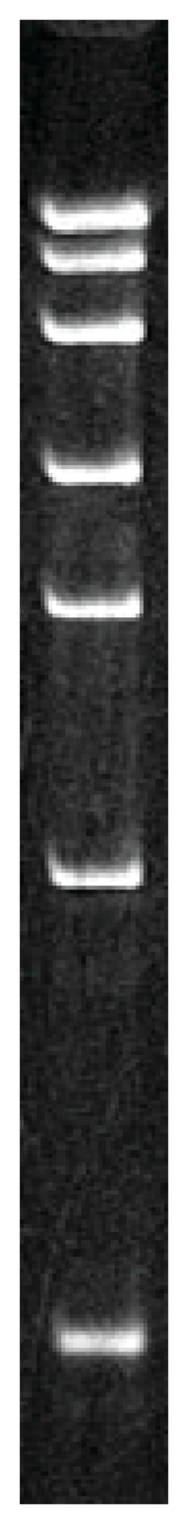 Thermo Scientific RiboRuler Low Range RNA Ladder, Ready-to-Use 100-1000 ...