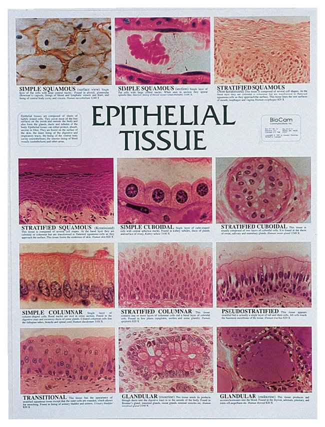 Epithelial Tissue Anatomy Pdf