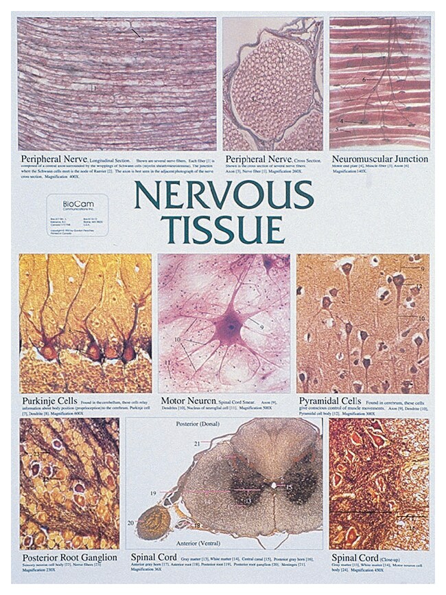 Nervous Tissue
