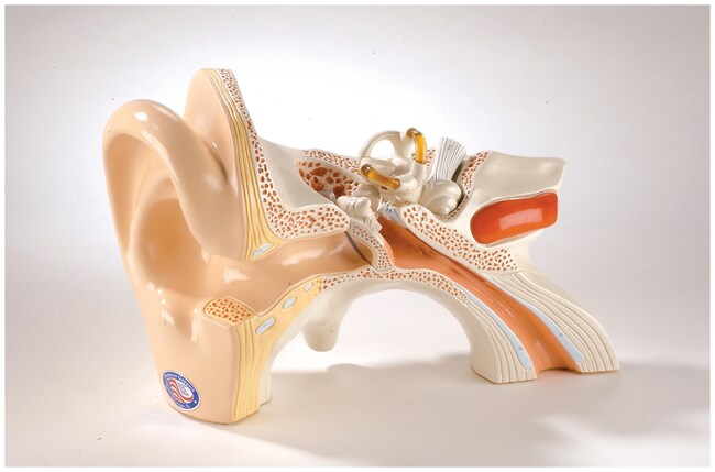 Giant Three-Part Ear 16 x 11 x 7 in.:Education Supplies | Fisher Scientific