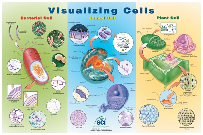 Ninds Stem Cell Catalog