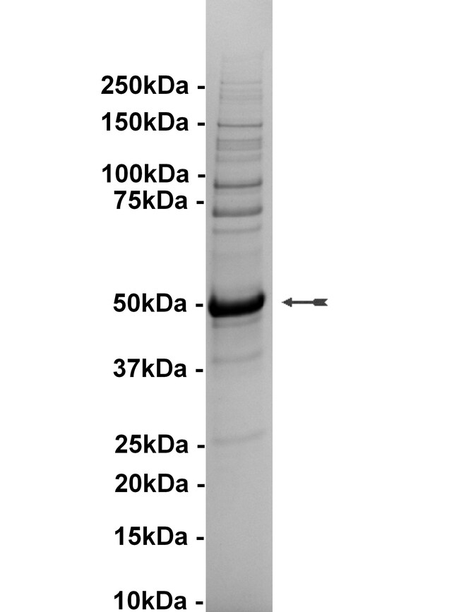 Eurofins DiscoverX EphA1 Protein, Active Quantity: 250 μg Ver productos ...