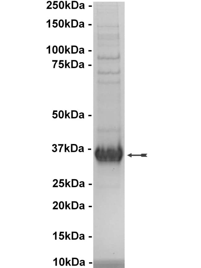Eurofins DiscoverX EphA7 Protein, Active: Home | Fisher Scientific
