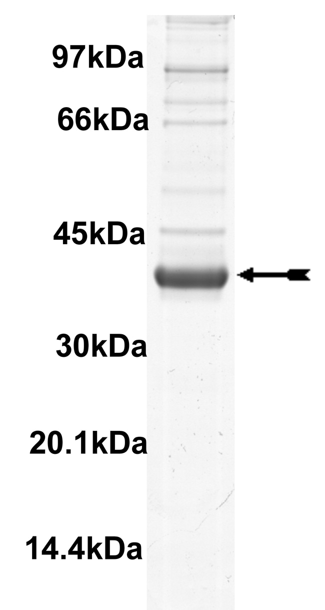 Eurofins DiscoverX Haspin Protein, Active Quantity: 250 μg:Recombinant ...