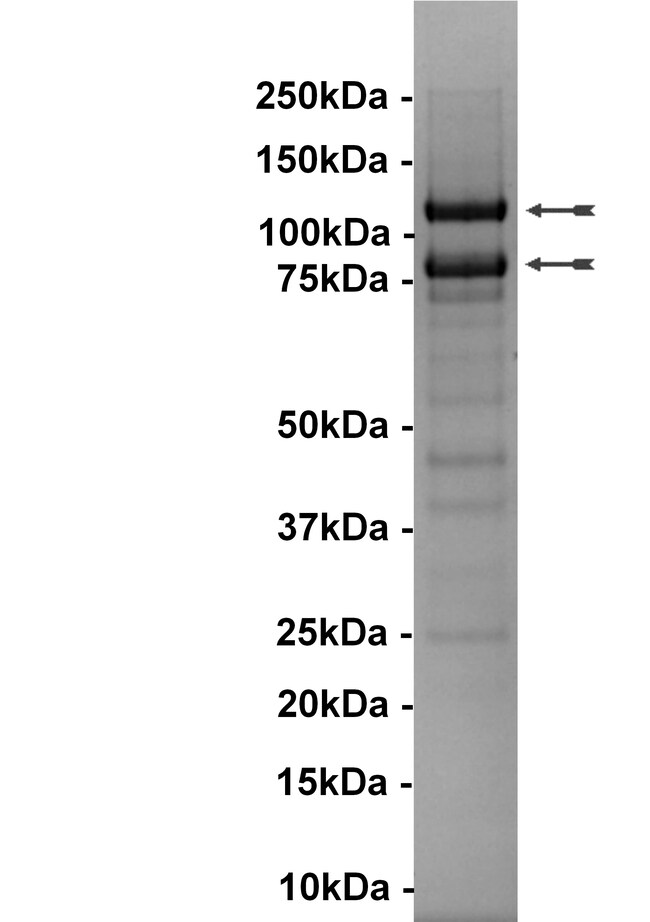 Eurofins DiscoverX PI 3-Kinase (p110 (E542K)/p85 ) Human Protein ...