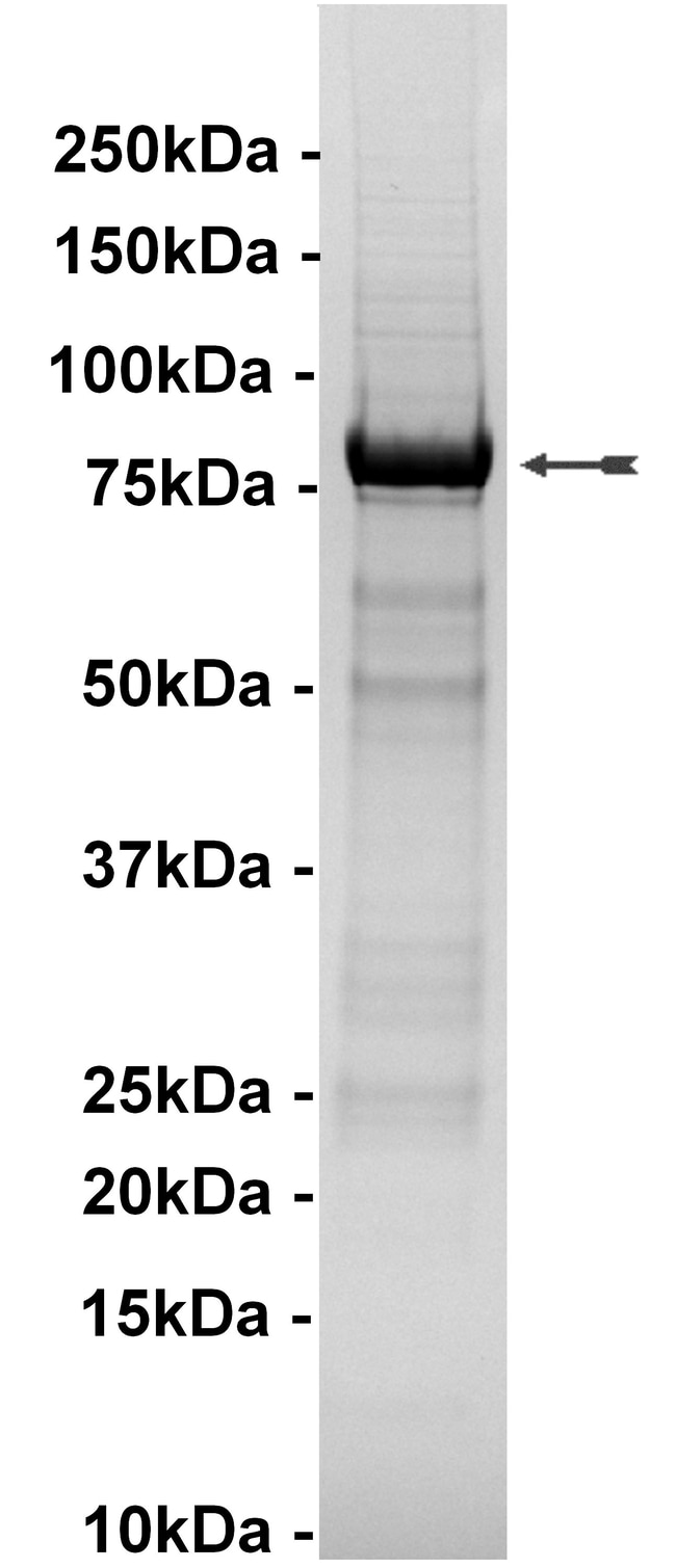 Eurofins DiscoverX HRI Protein, Active Quantity: 250 μg | Fisher Scientific