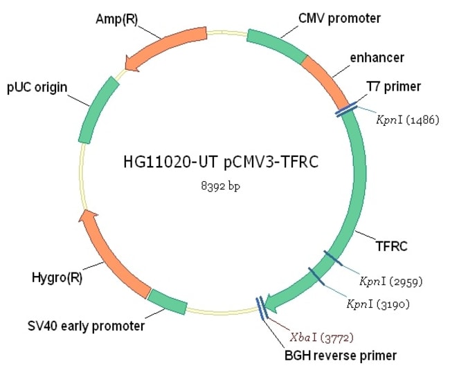 Sino Biological Human TFRC/CD71 Gene ORF cDNA clone expression plasmid | Fisher Scientific