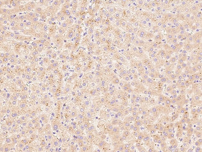 Sino Biological HGF/Hepatocyte Growth Factor Antibody, Rabbit PAb ...