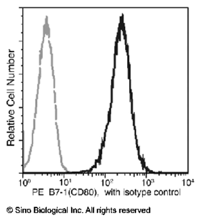 Sino Biological CD80 / B7-1 Antibody (PE), Mouse MAb 25Tests | Fisher ...