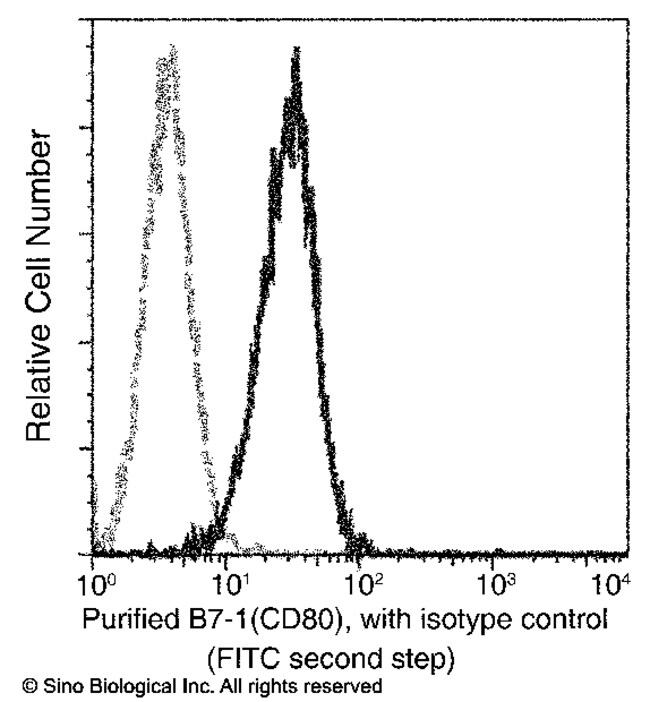 Sino Biological CD80 / B7-1 Antibody, Mouse MAb 50uL | Fisher Scientific