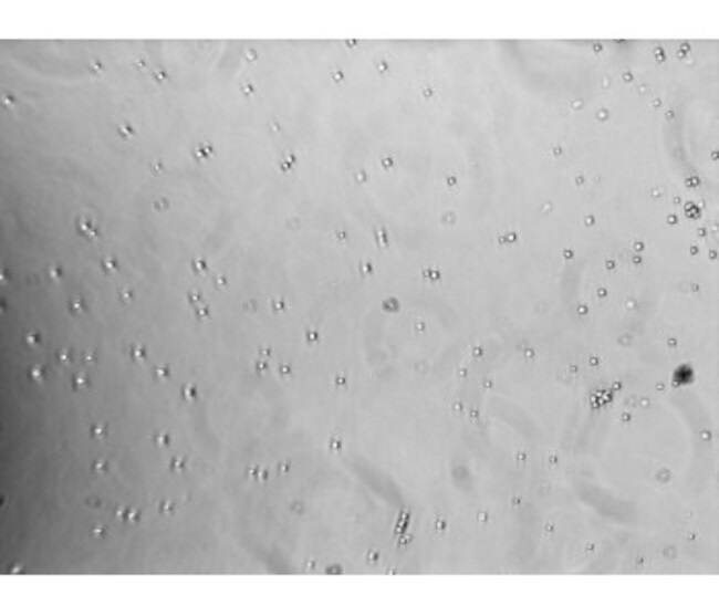 iXCells Biotechnologies Human Peripheral Blood Pan Monocytes (Untouched ...