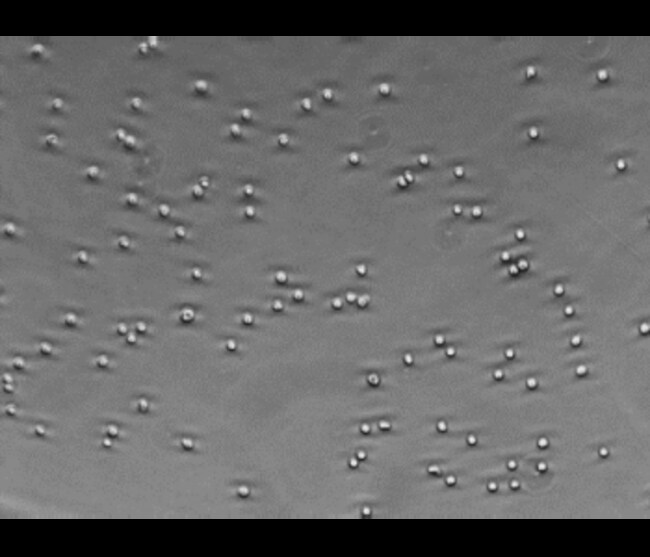 iXCells Biotechnologies Human Peripheral Blood CD3+ T Cells (Pan T ...