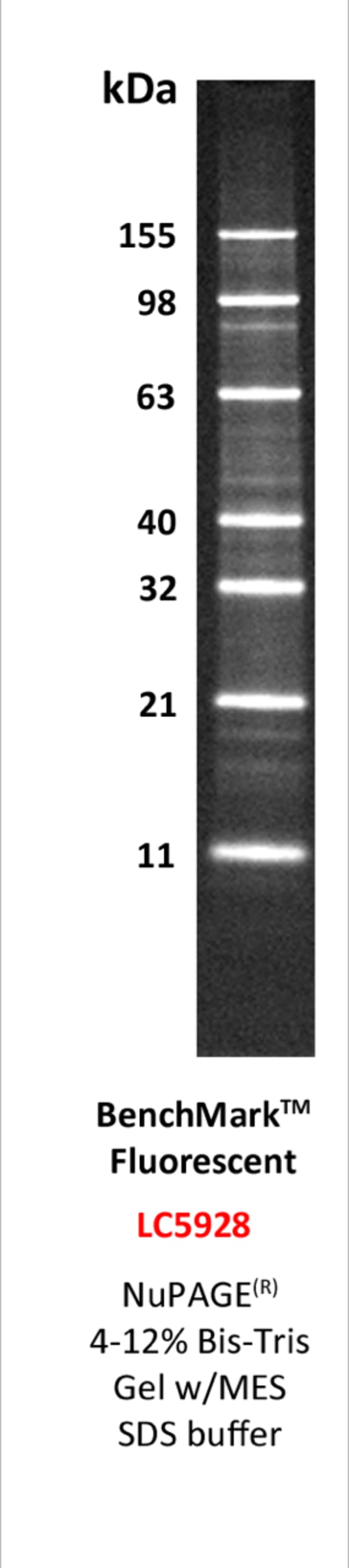 Invitrogen™ Novex™ BenchMark™ Fluorescent Protein Standard 125uL ...