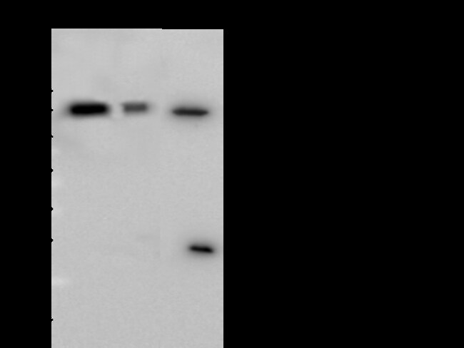 Sino Biological CD80/B7-1 Antibody, Rabbit PAb, Antigen Affinity ...