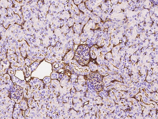 Sino Biological ICAM-1/CD54 Antibody, Rabbit MAb 50uL, Quantity: Each of | Fisher Scientific