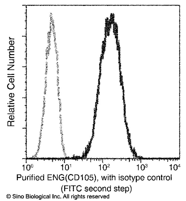 Sino Biological Endoglin / CD105 / ENG Antibody, Rabbit MAb 50uL ...