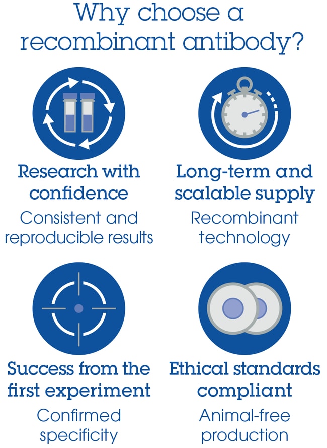 Abcam Anti-LOX antibody [EPR4025] 100ul, Quantity: Each of 1 | Fisher ...