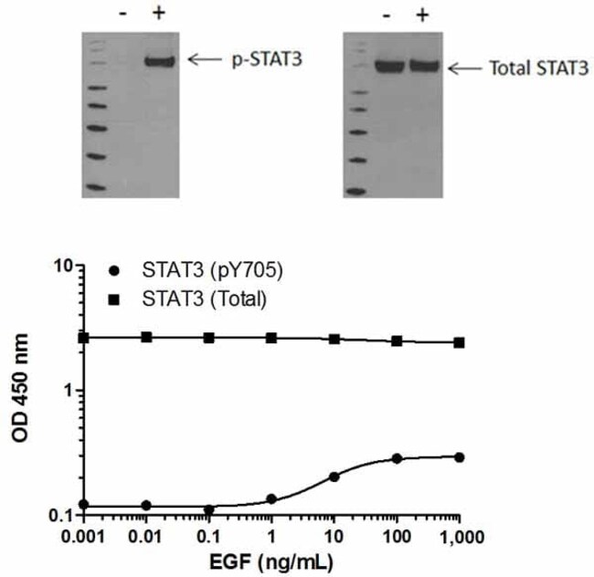 Abcam STAT3 pY705 ELISA Kit 1x 96 test, Quantity: Each of 1 | Fisher ...