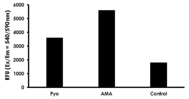 Abcam Mitochondrial Superoxide Assay Kit (Fluorometric), Quantity: Each ...