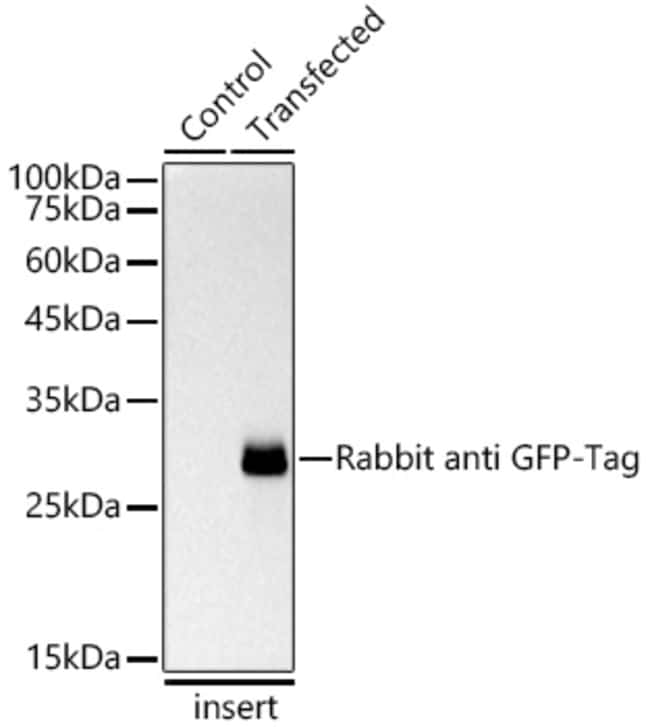ABclonal Technology Rabbit anti GFP-Tag mAb, Quantity: Each of 1 ...