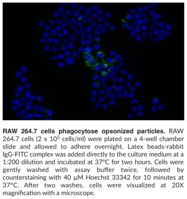 Cayman Chemical Phagocytosis Assay Kit (IgG FITC), 1 ea, Quantity: Each ...