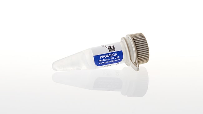 Promega cGMP, 1mM 500μL:Protein Analysis Reagents | Fisher Scientific
