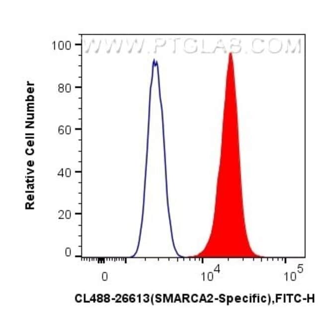 SMARCA2-Specific Rabbit, anti-Human, CoraLite Plus 488, Polyclonal ...