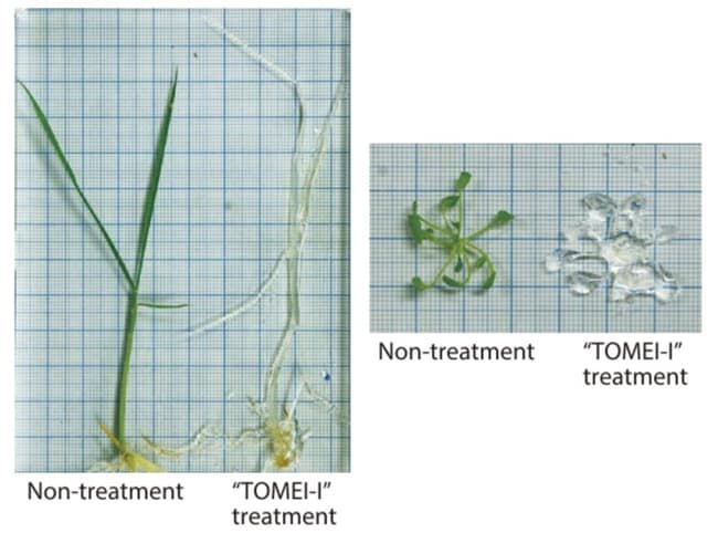 TCI America™ Tissue-Clearing Reagent TOMEI (for plants) | Fisher Scientific