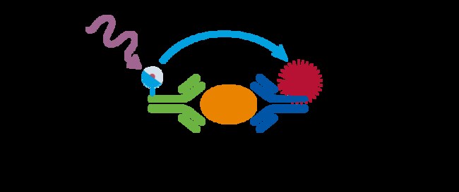 Perkin Elmer LLC PD-L1 (human) LANCE Ultra TR-FRET Detection Kit, 500 ...