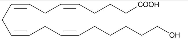 Cayman Chemical 20-HETE, 79551-86-3, 25 µg | Fisher Scientific